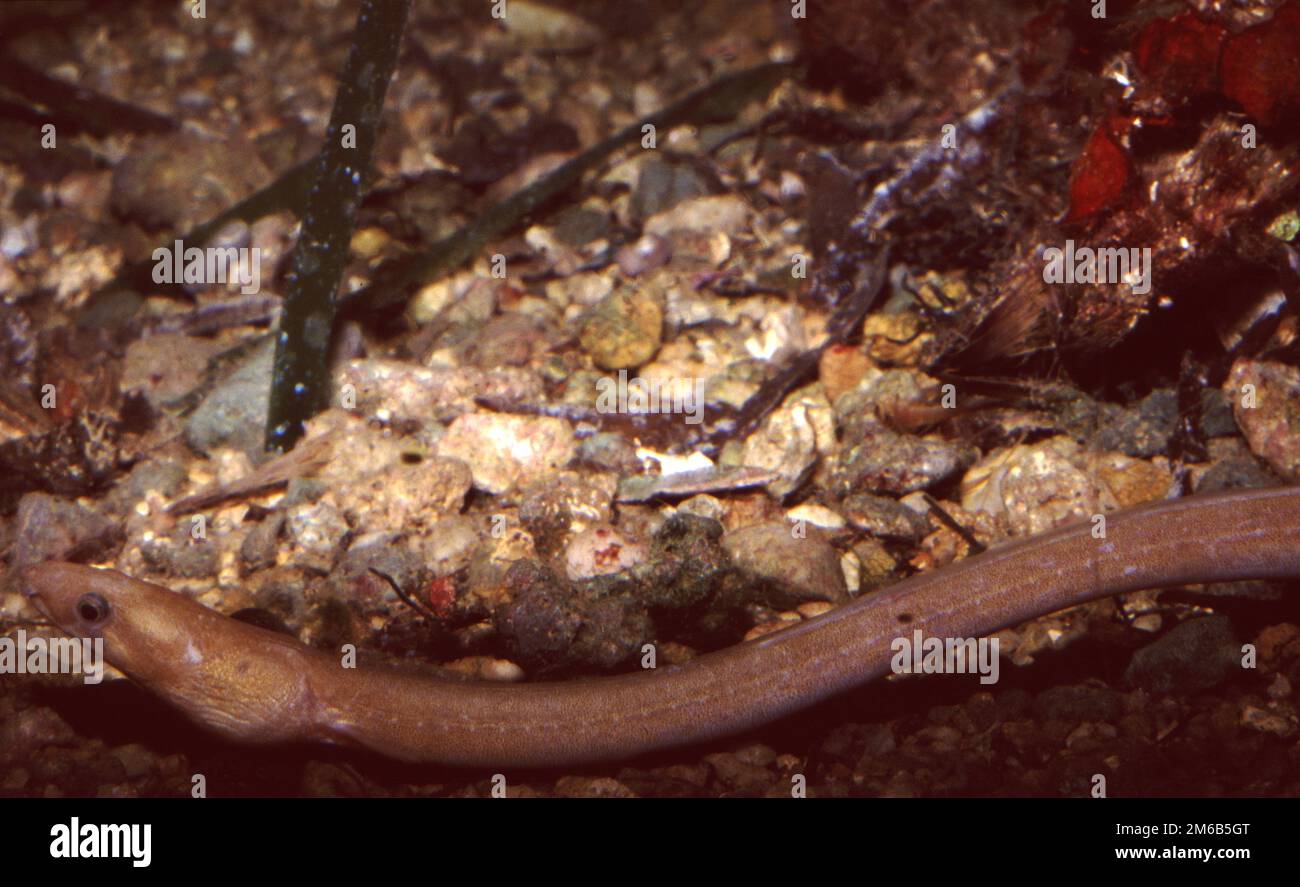 Sea snake tank hi-res stock photography and images - Alamy