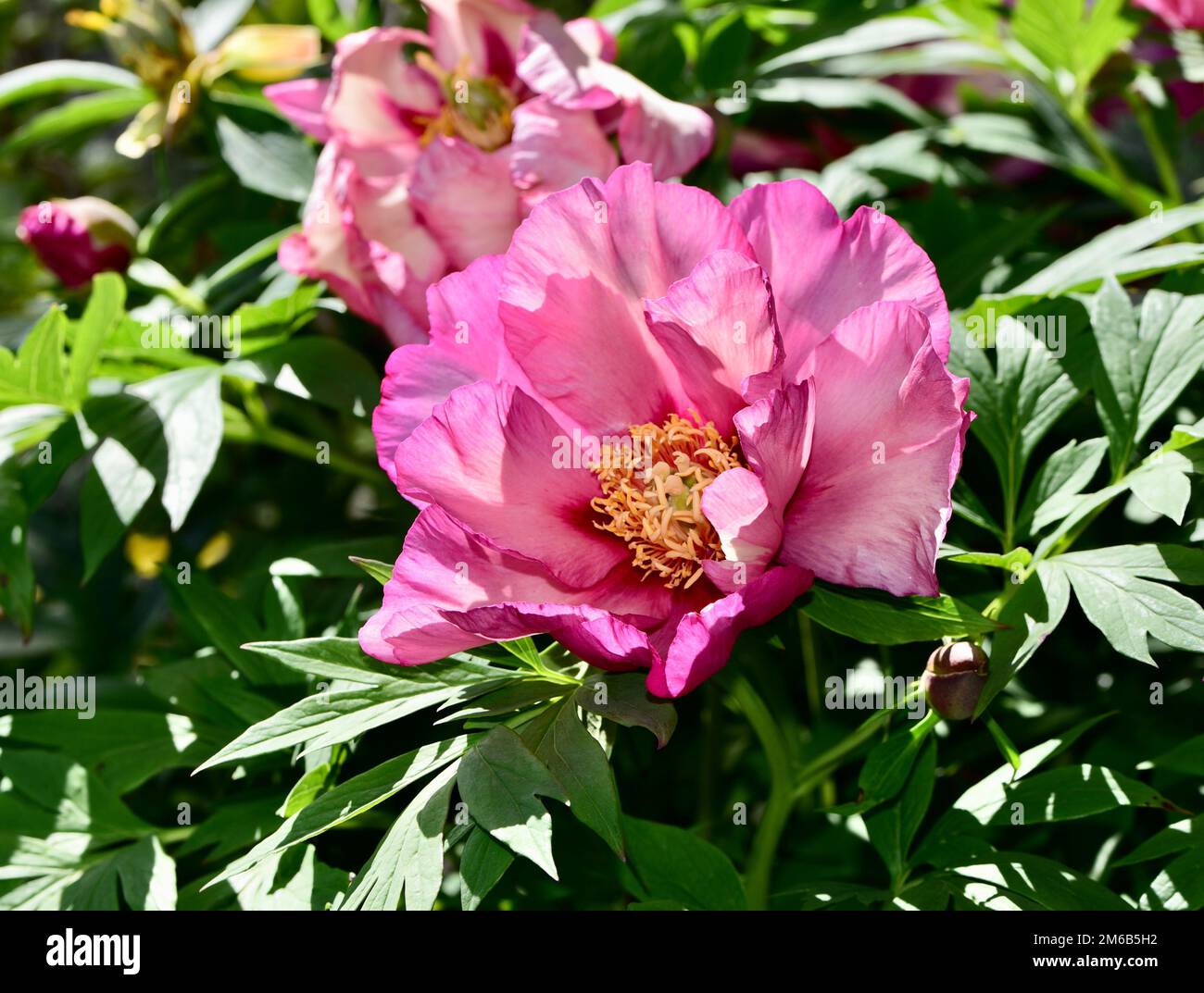 A closeup of a pink Garden Peony on a sunny day Stock Photo - Alamy