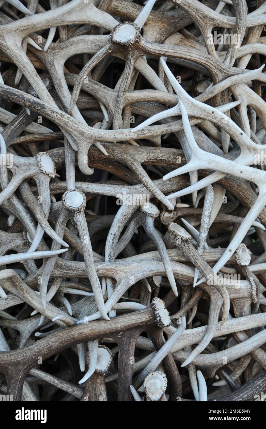Pile of antlers hi-res stock photography and images - Alamy