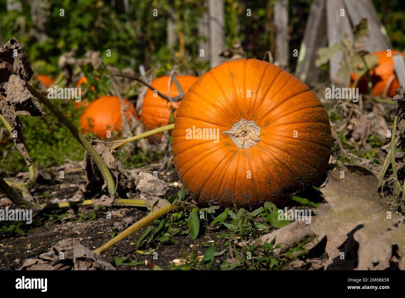 Odd shaped pumpkin hi-res stock photography and images - Alamy