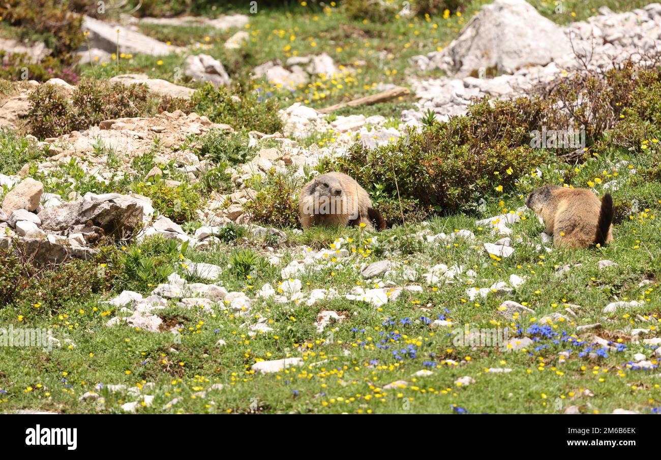 Marmot between rocks hi-res stock photography and images - Alamy