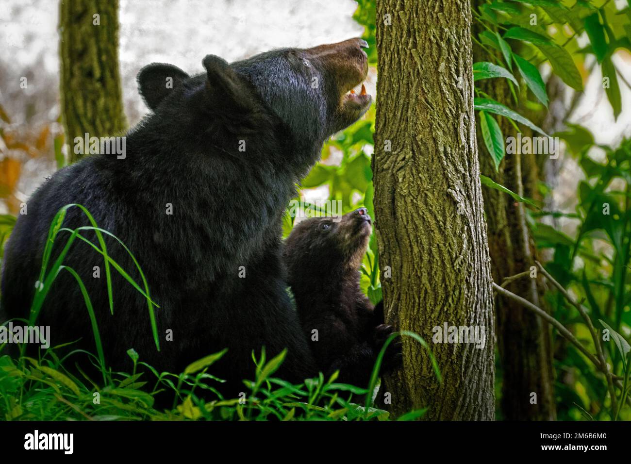 A momma bear gives a young cub a lesson in climbing trees. Right after ...
