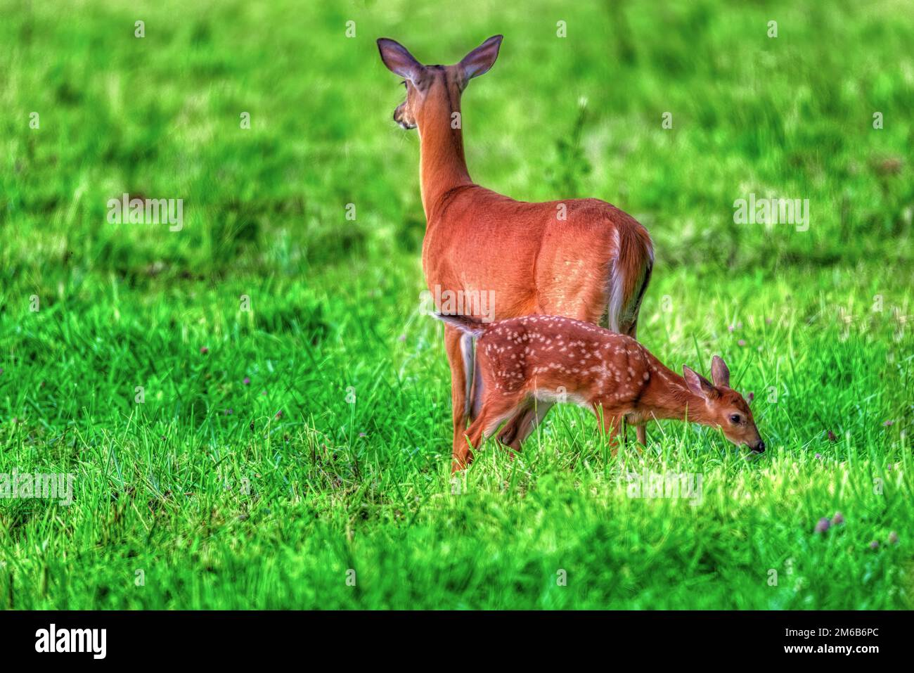 A White-tailed fawn enjoys breakfast in the Cades Cove section of the ...