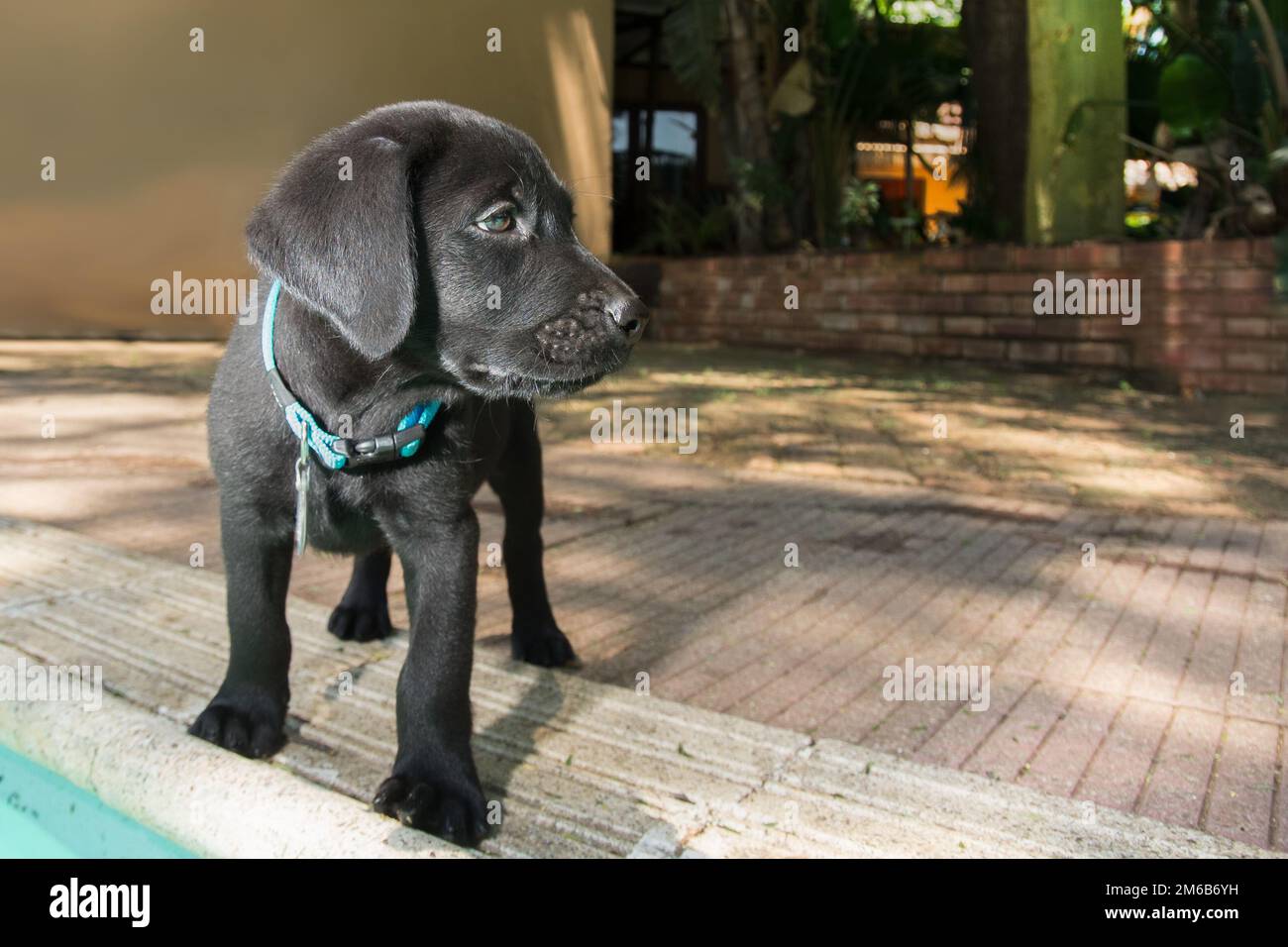 Puppy by the Pool Stock Photo - Alamy