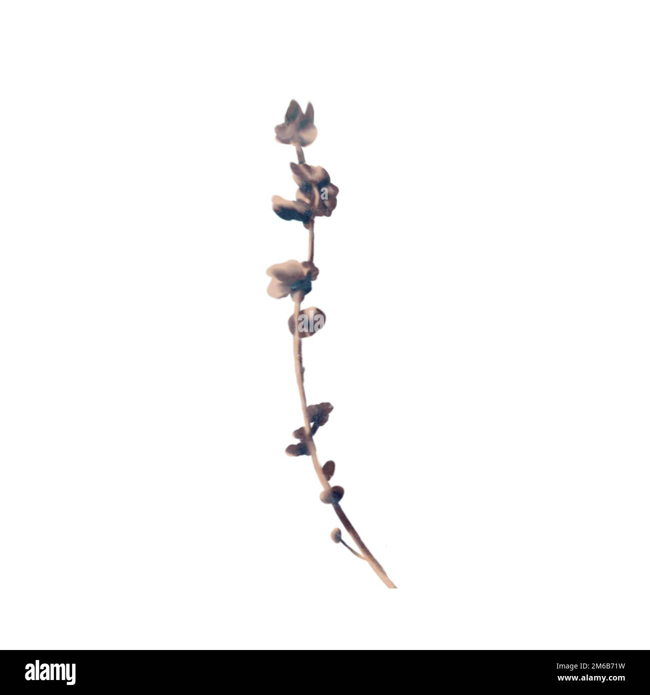 Watercolor realistic dried flowers. dried flower branch. wild flowers ...