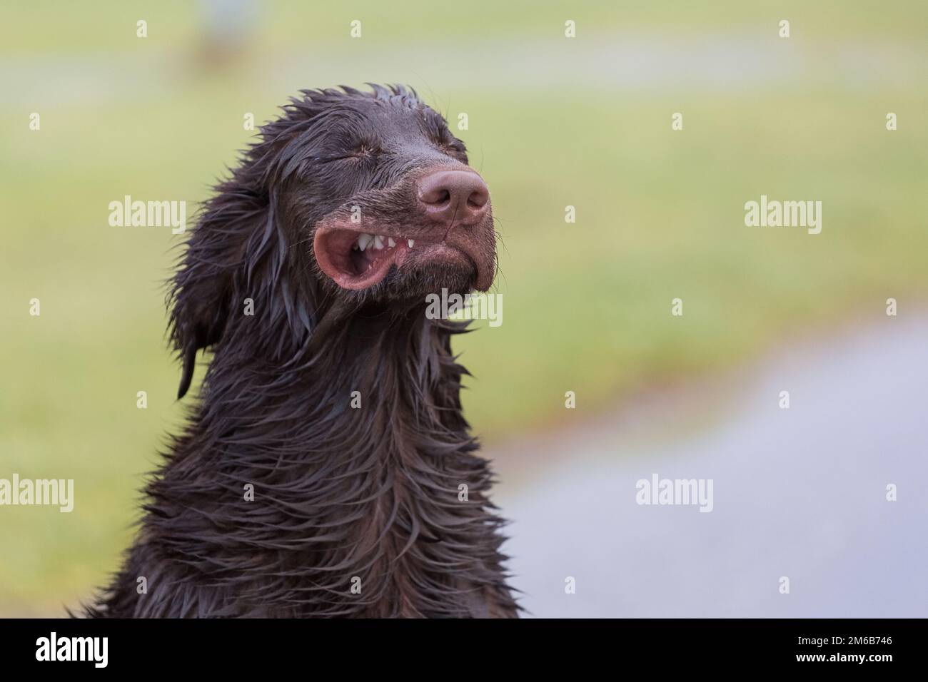 Crazy dog hi-res stock photography and images - Alamy