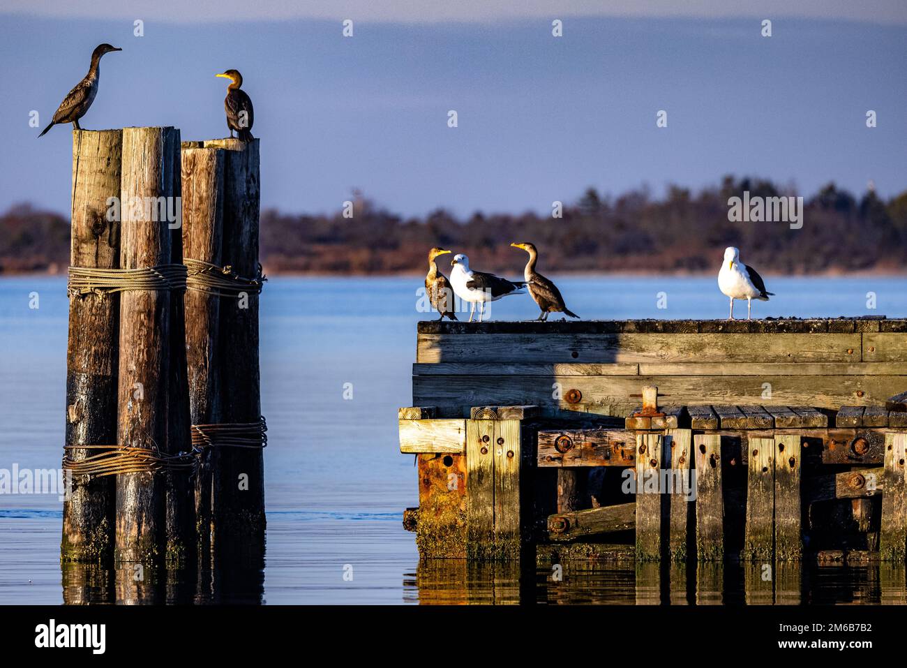 A beautiful shot of birds perched on a wooden pier Stock Photo - Alamy