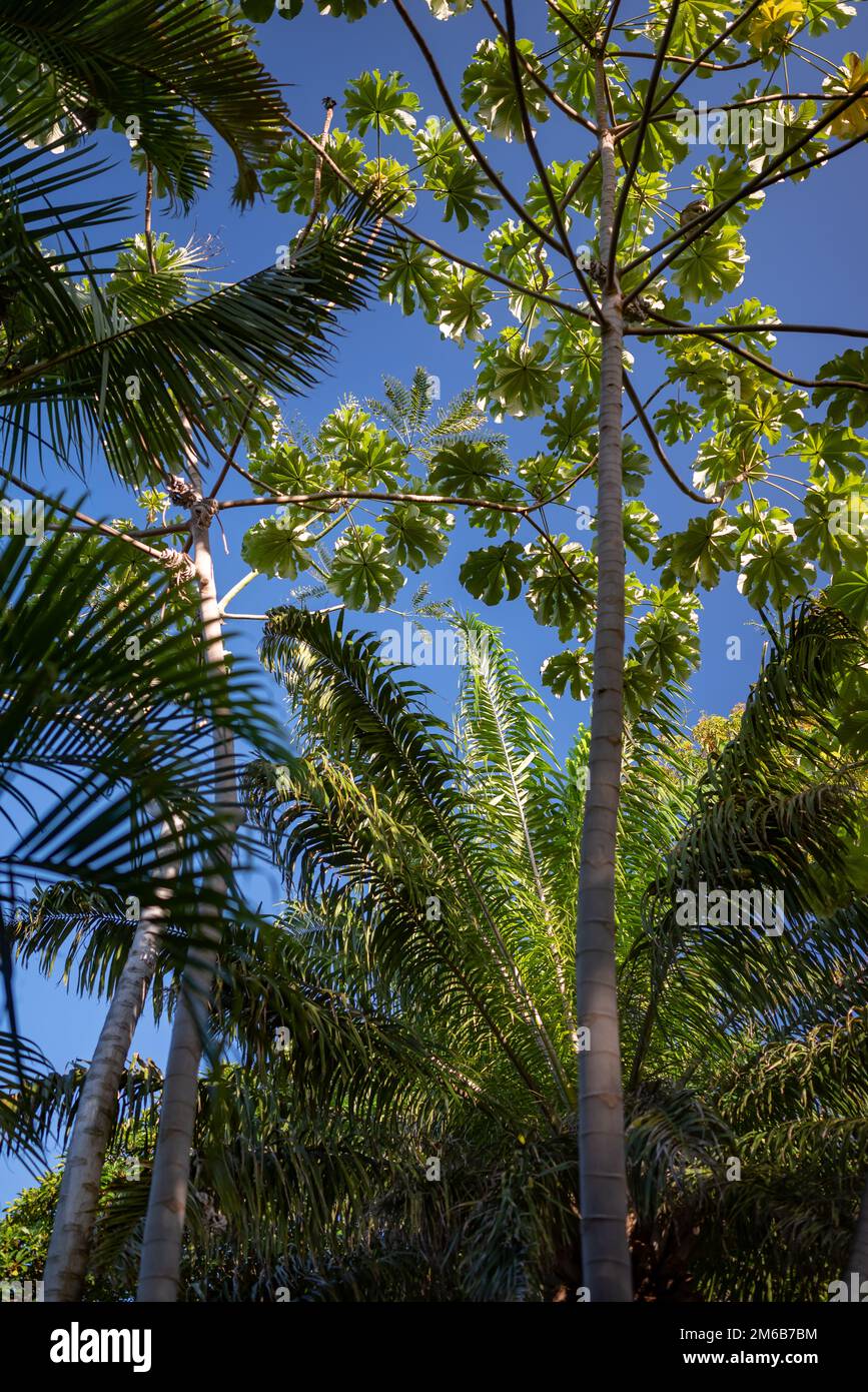 Tropical trees on blue sky background. Down up view on Trumpet Tree ...