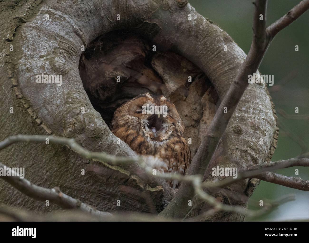 The night owl 2022 hi-res stock photography and images - Alamy