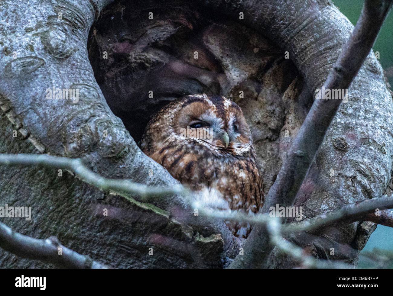 Tawny owl flying prey hi-res stock photography and images - Alamy