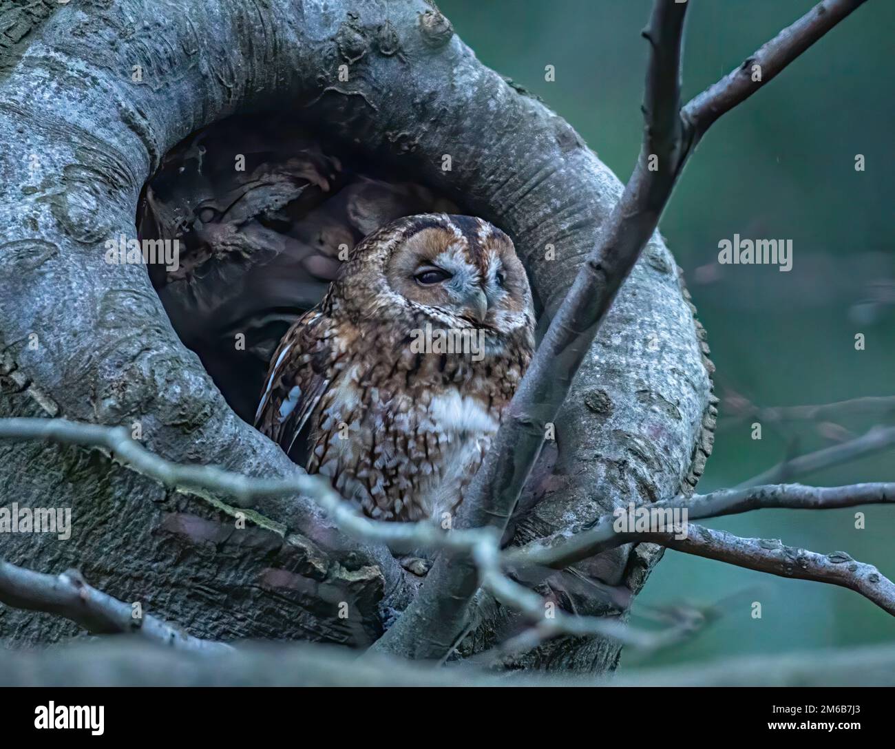 Owl woodland animals cute hi-res stock photography and images - Alamy