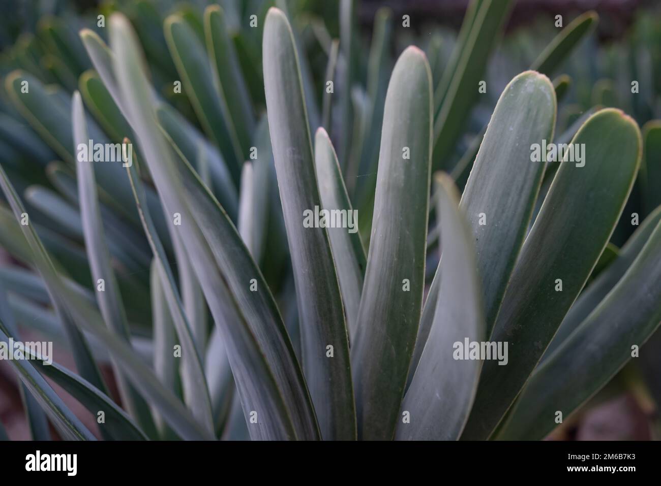Long linear leaves hi-res stock photography and images - Alamy