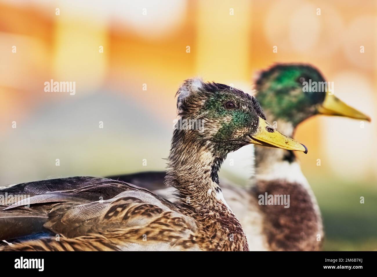 Great ducks 2 Stock Photo - Alamy