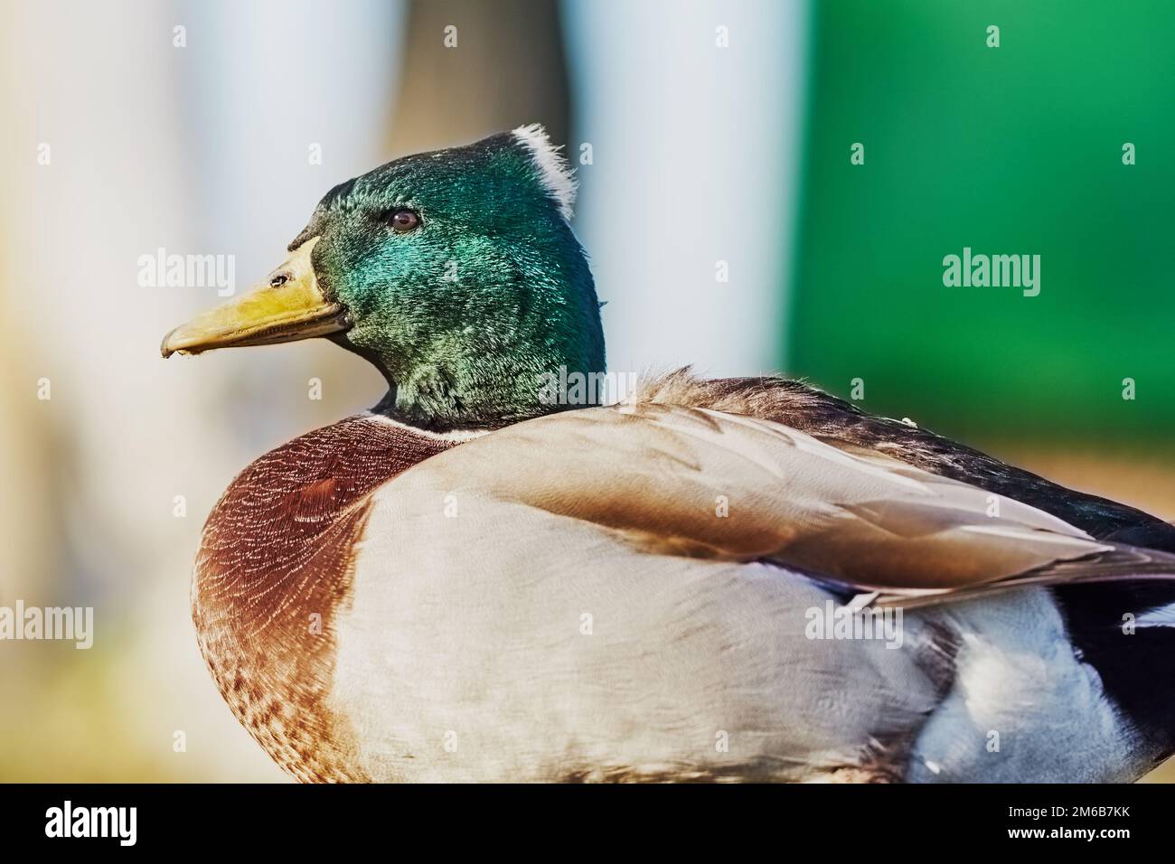 Crested duck breed hi-res stock photography and images - Alamy