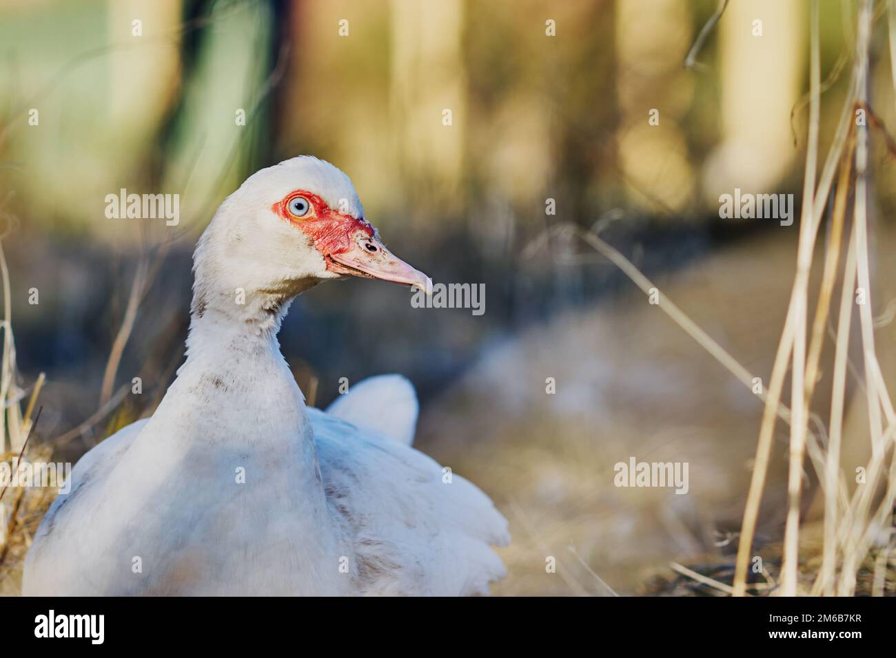 White crested duck hi-res stock photography and images - Alamy
