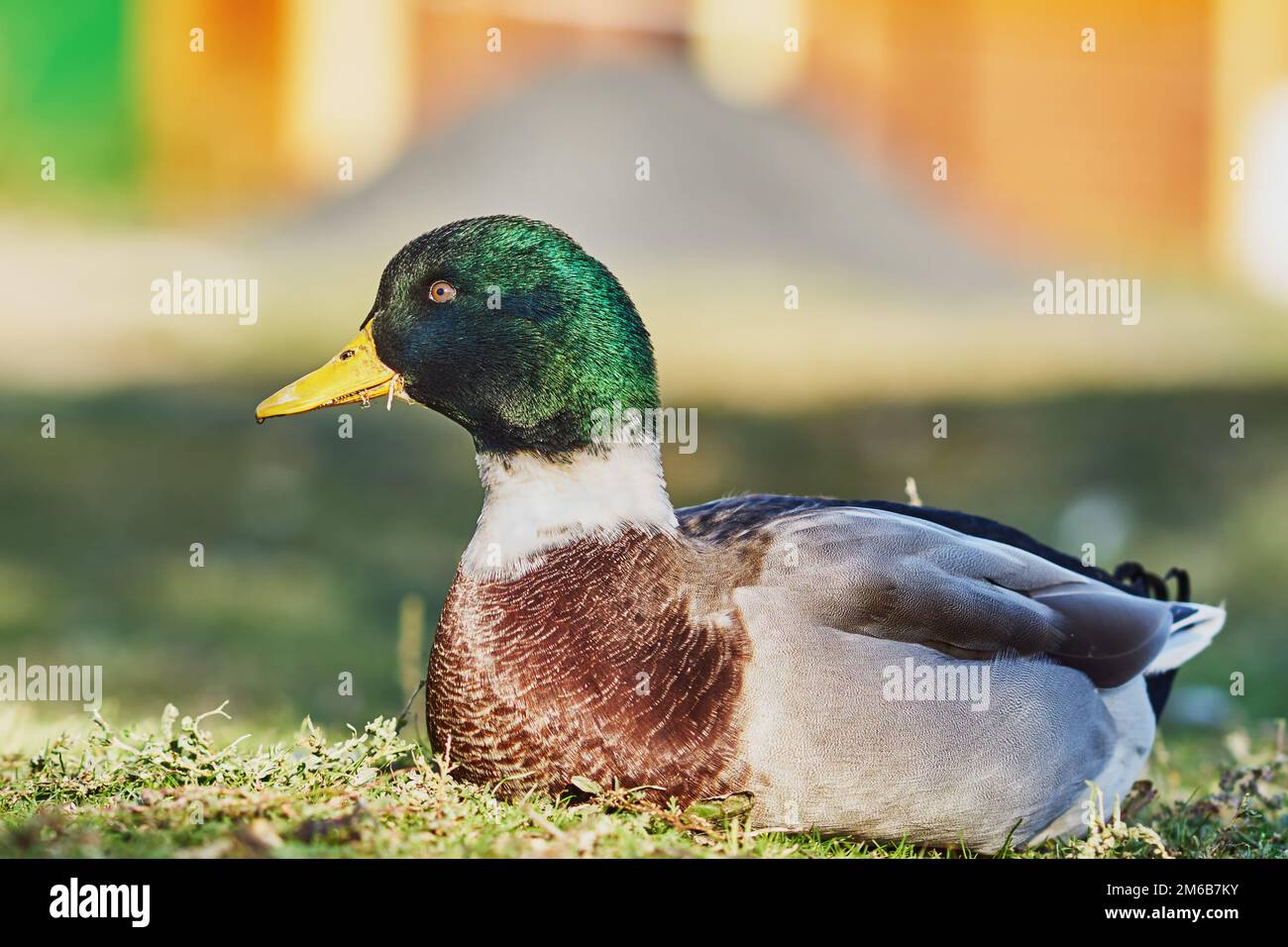 Great duck hi-res stock photography and images - Alamy