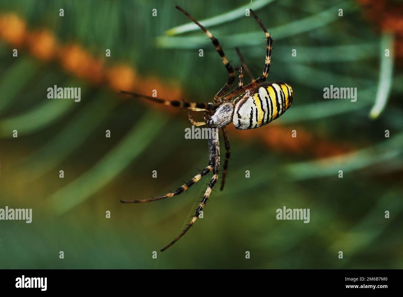 Striped spider hi-res stock photography and images - Alamy