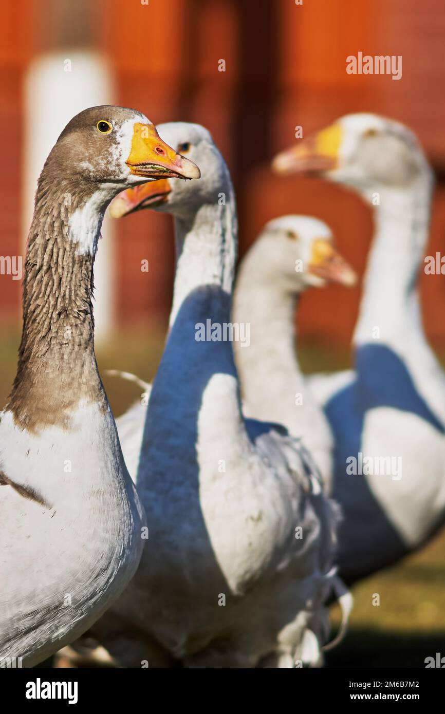 Gooses chick hi-res stock photography and images - Alamy