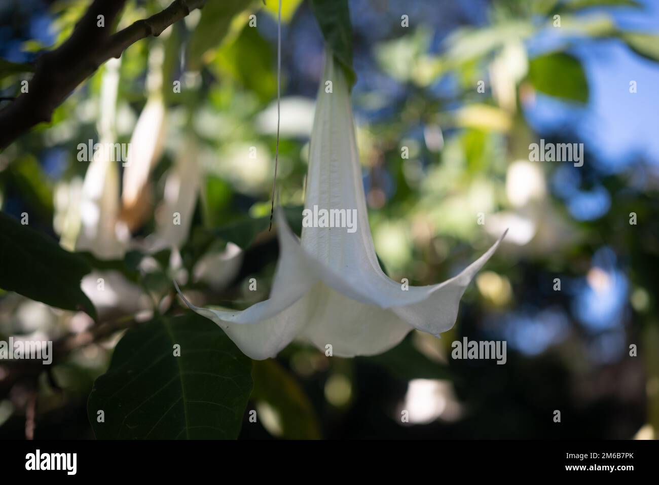 White angels trumpet on blurred green leaves background. Warm light bokeh Stock Photo - Alamy