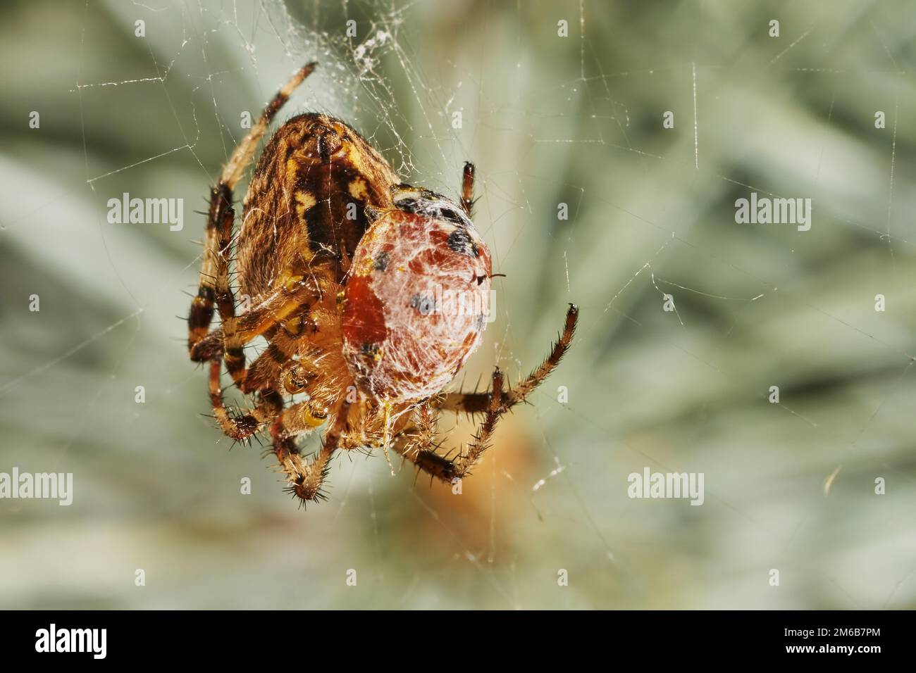 Spider with prey ladybug Stock Photo - Alamy