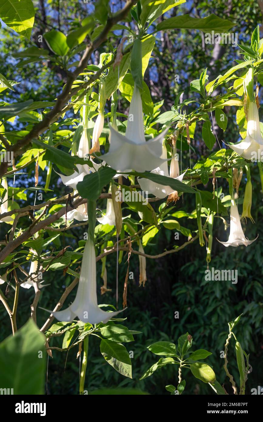White angels trumpet on blurred green leaves background. Warm light bokeh Stock Photo - Alamy