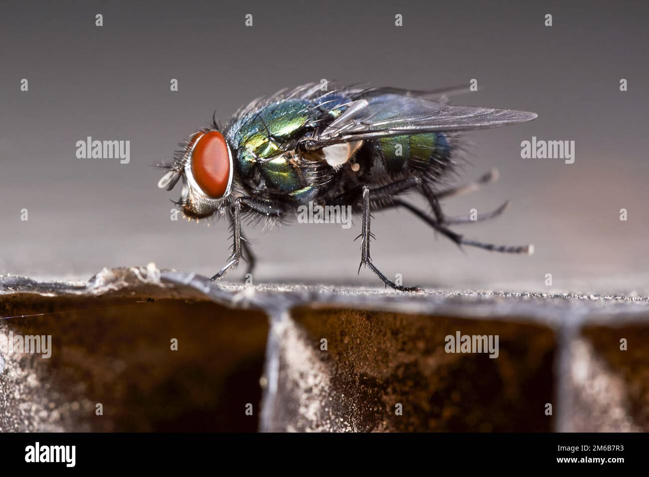 Dancing insect hi-res stock photography and images - Alamy