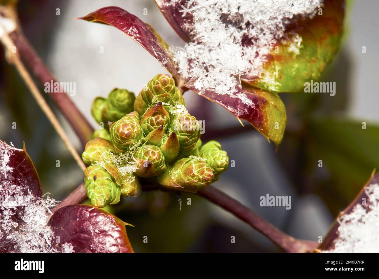 Shiny buds hi-res stock photography and images - Alamy