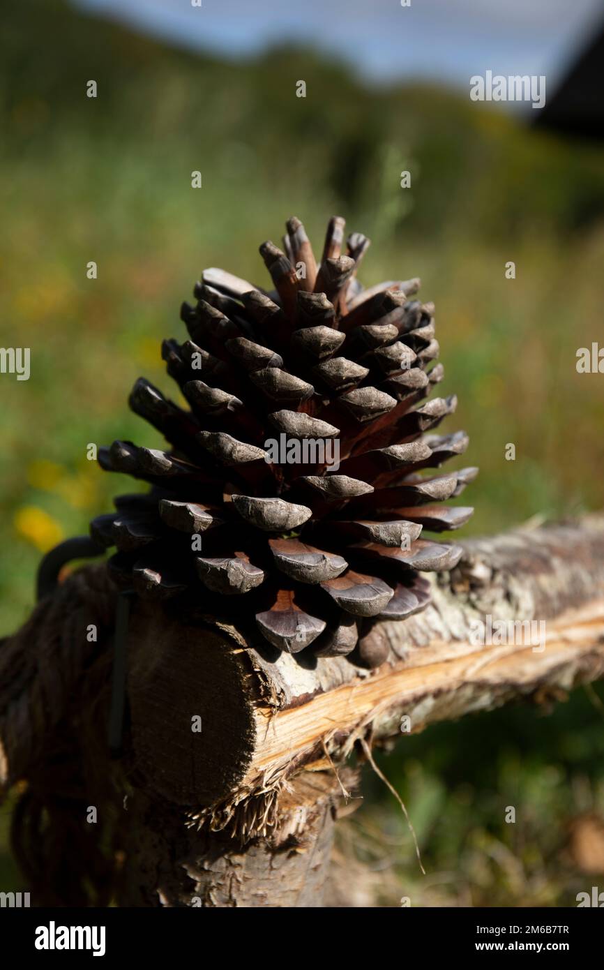 Pine cone bugs hi-res stock photography and images - Alamy