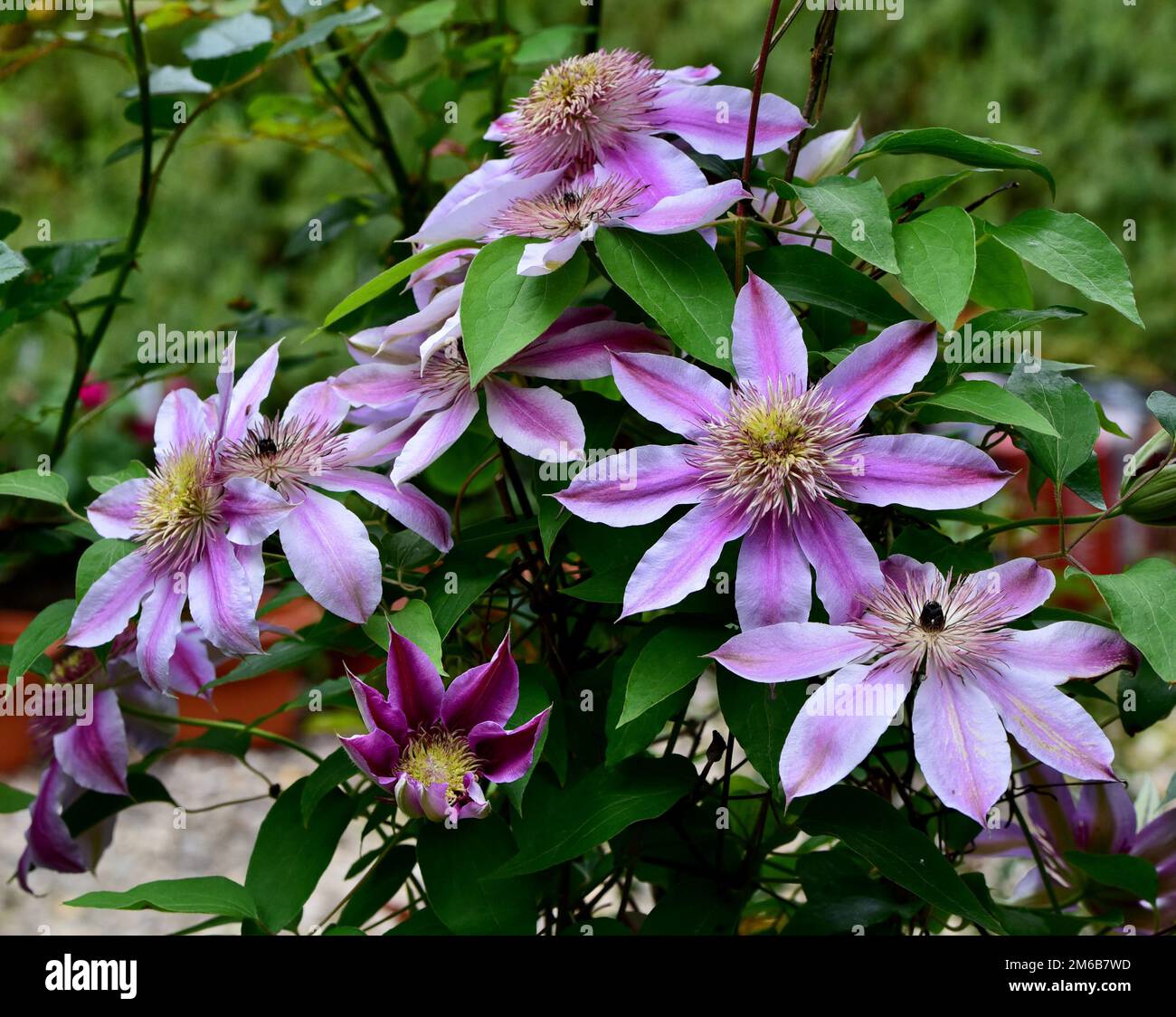 Empress flowers hi-res stock photography and images - Alamy