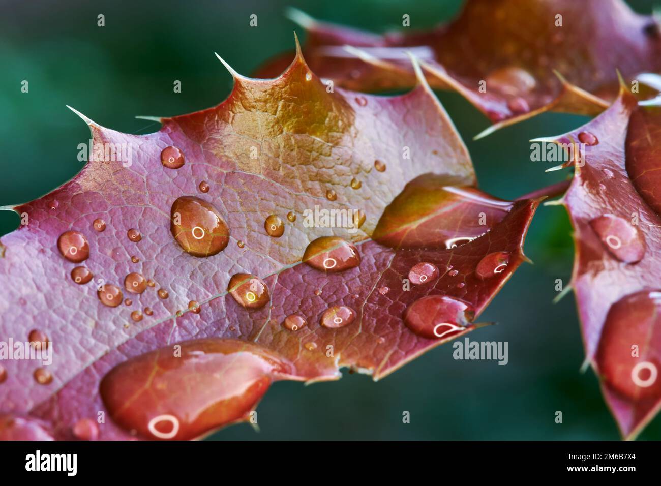 Mahonia leaf hi-res stock photography and images - Alamy