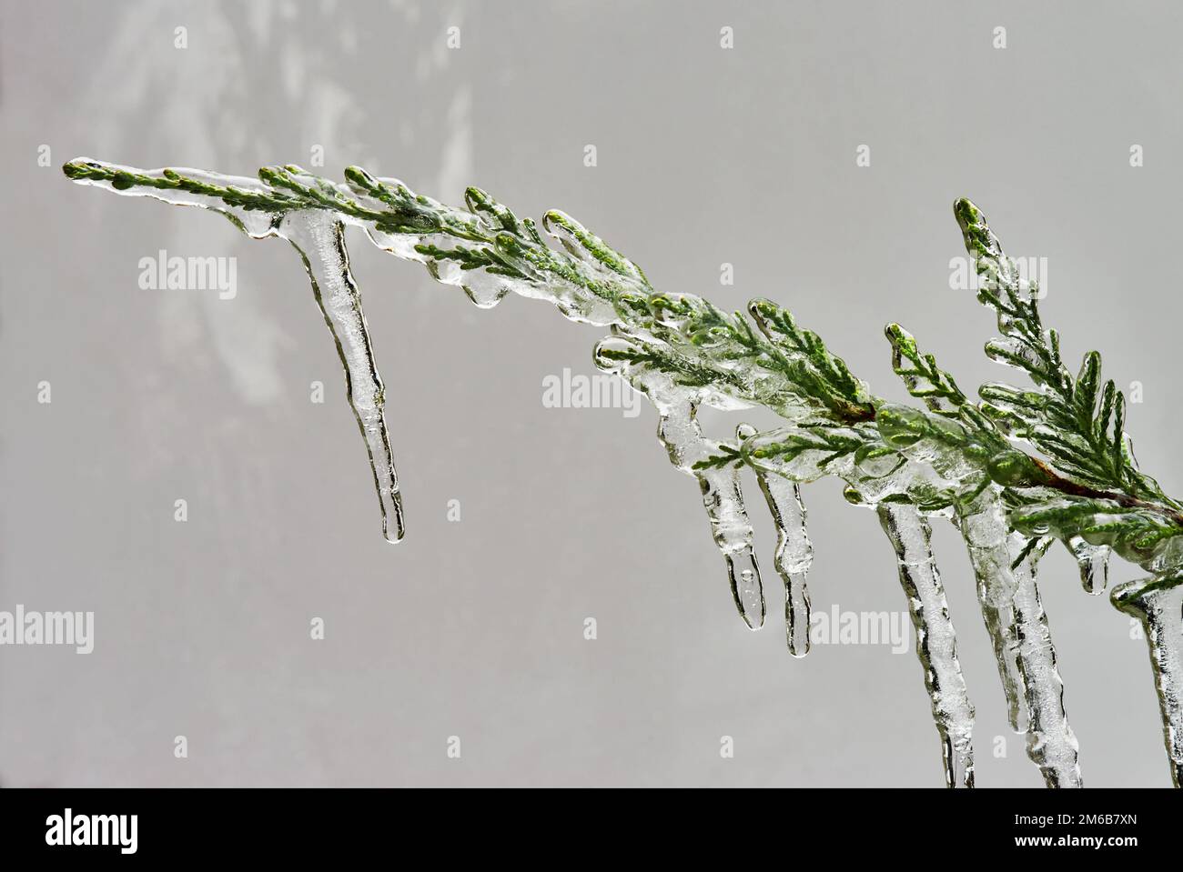 Icicle on plant hi-res stock photography and images - Alamy
