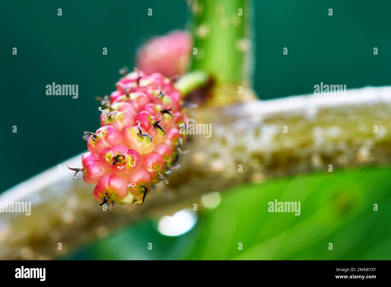 Berry vegetation hi-res stock photography and images - Alamy