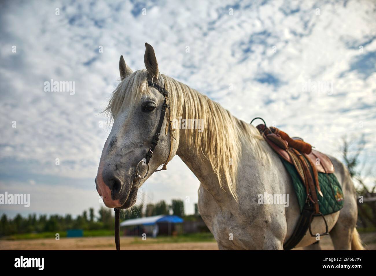 Portrait of a horse Stock Photo - Alamy