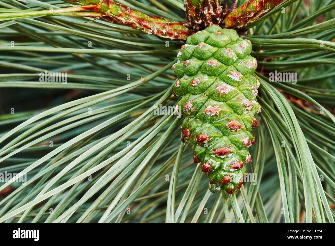 Green pine cone Stock Photo - Alamy