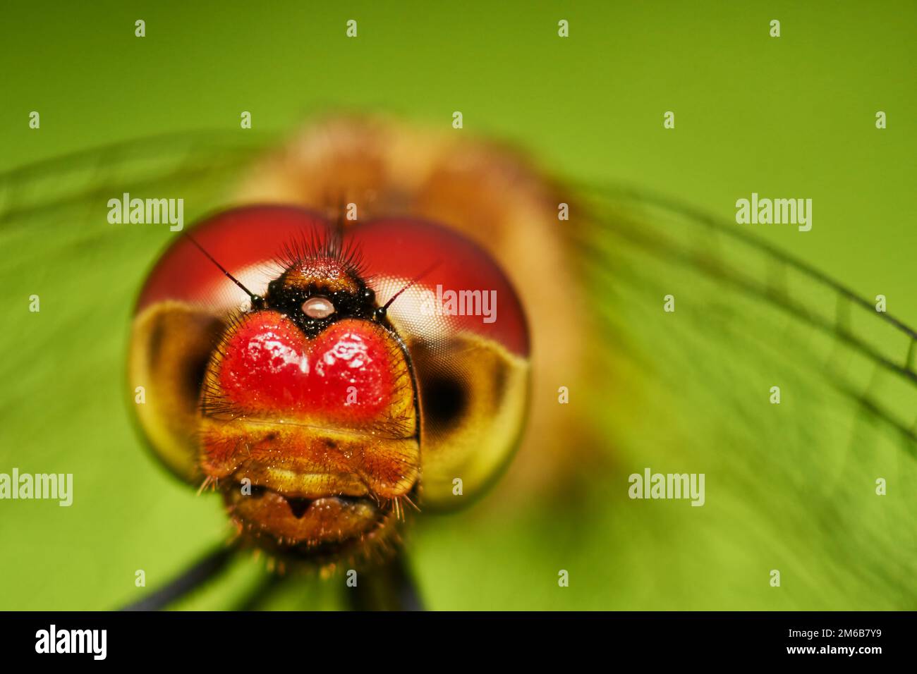 Insect with red eyes hi-res stock photography and images - Alamy