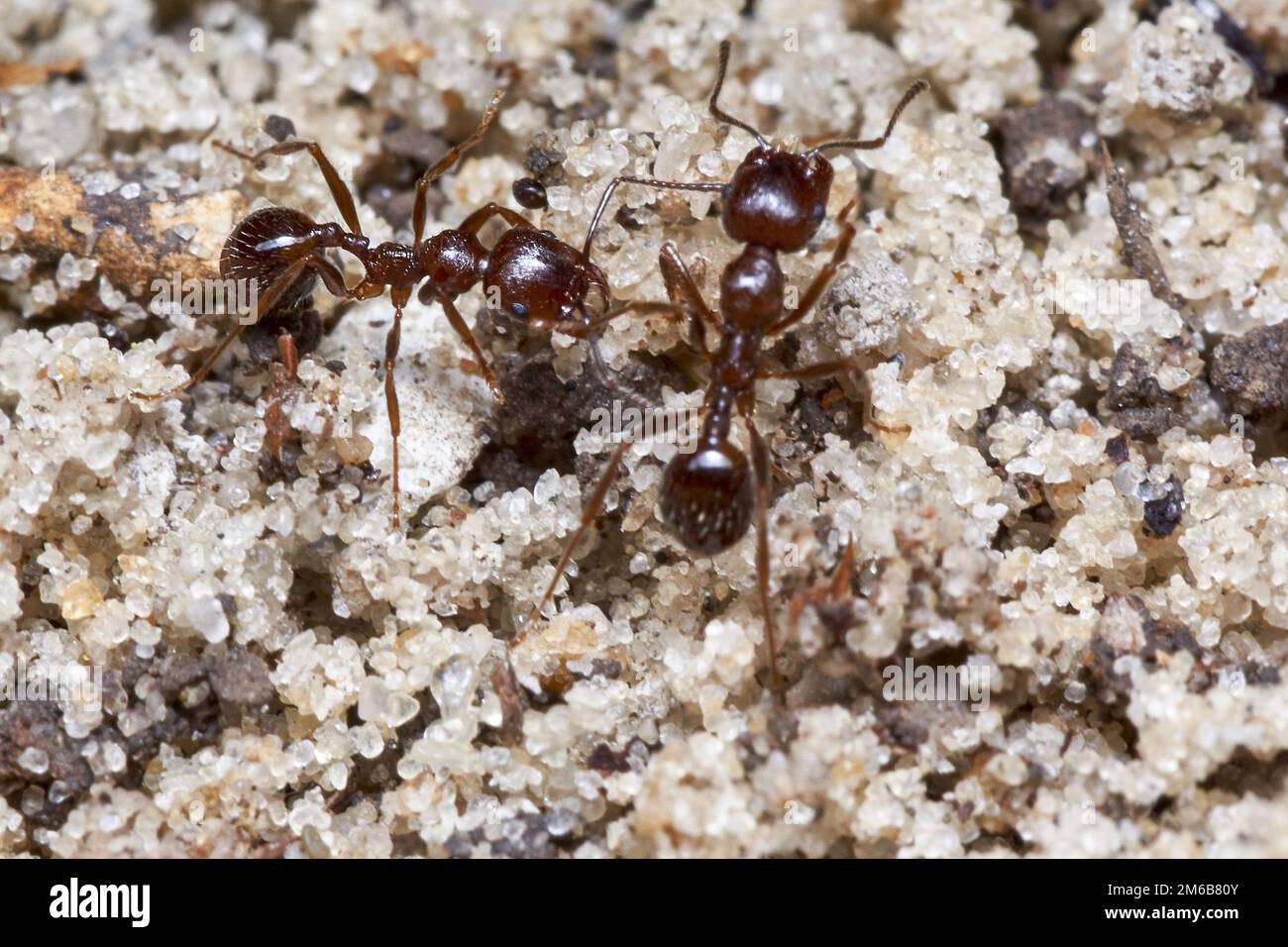 Little ants hi-res stock photography and images - Alamy