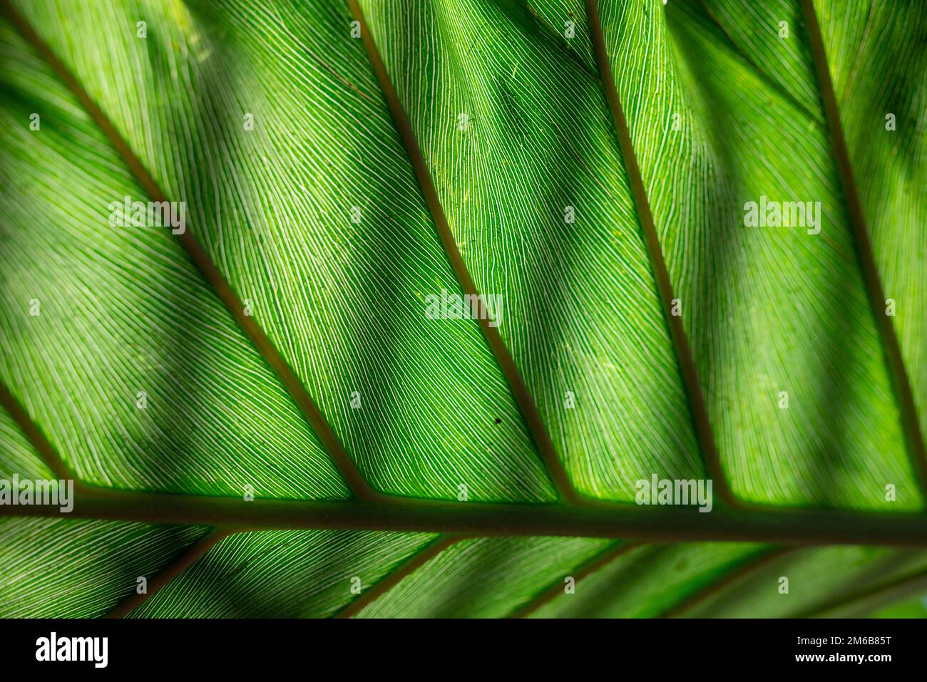 Philodendron speciosum hi-res stock photography and images - Alamy