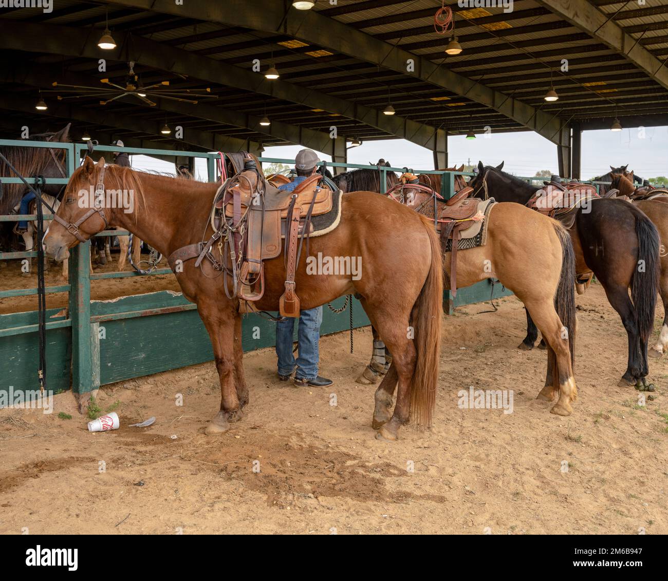 Saddled horse and horses tied to a rail fence at a rodeo in Montgomery ...