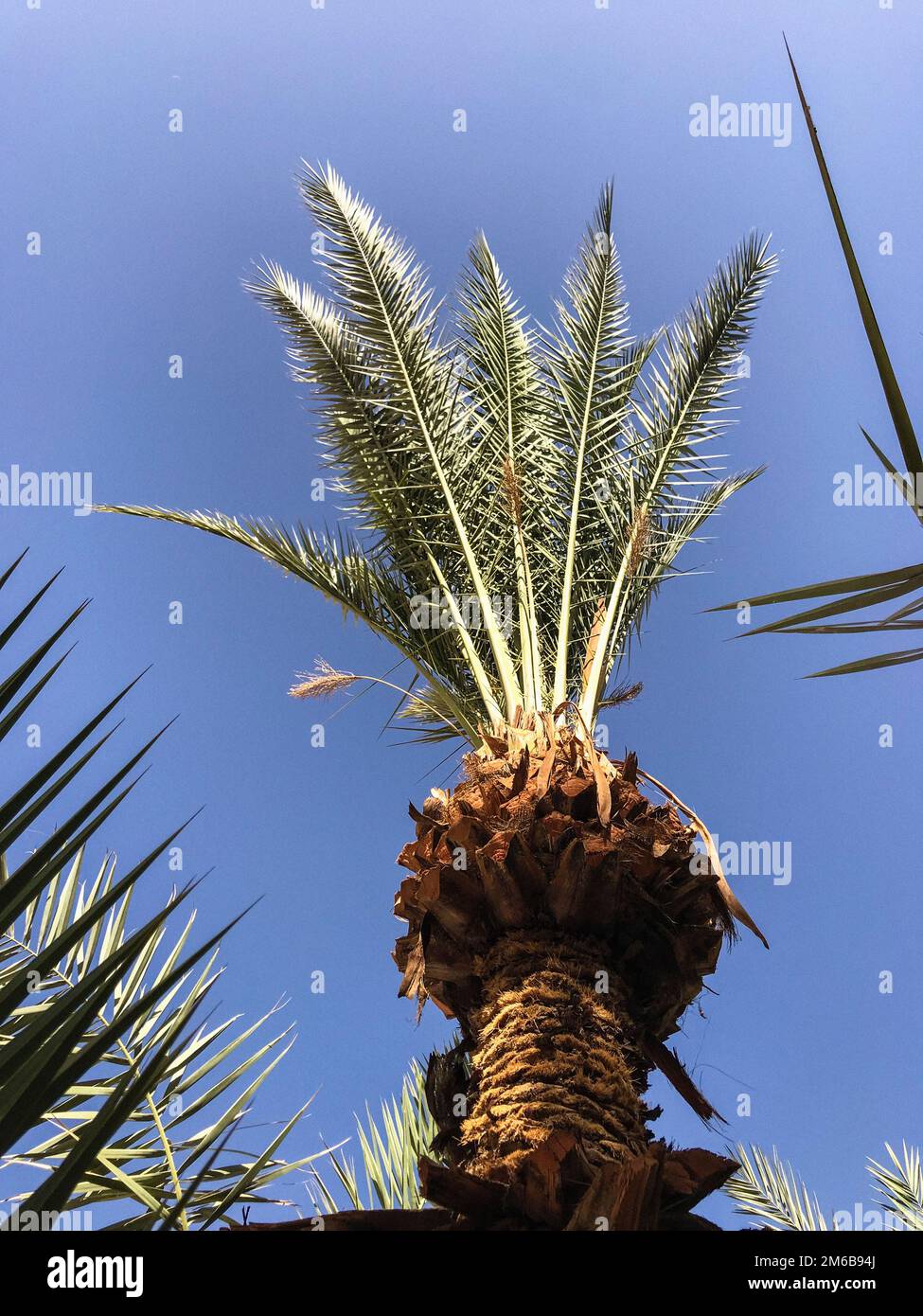 Morocco, Akka, Palm grove Stock Photo - Alamy