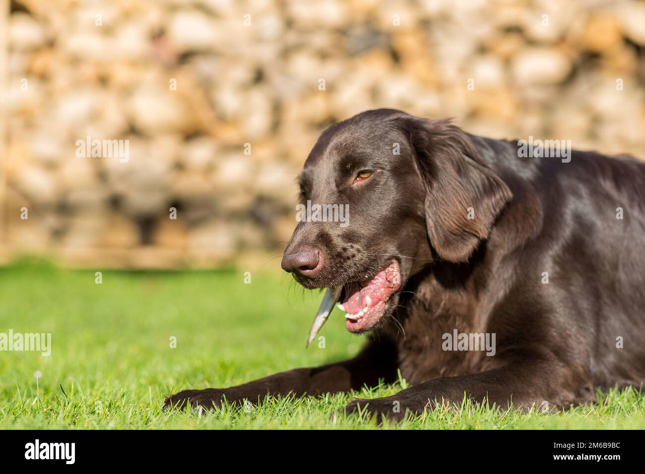 Dog eats fish Stock Photo - Alamy