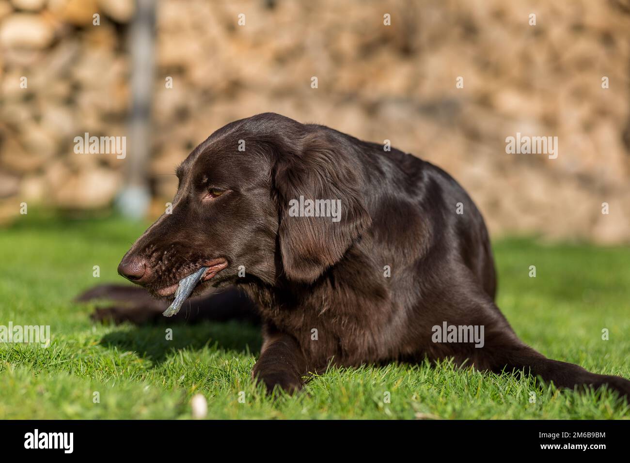 Dog eats fish Stock Photo - Alamy