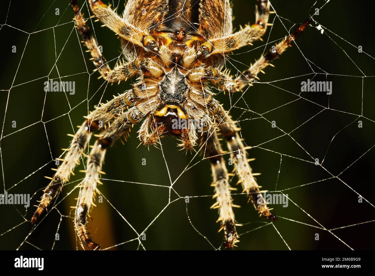 Spider with spider web Stock Photo - Alamy