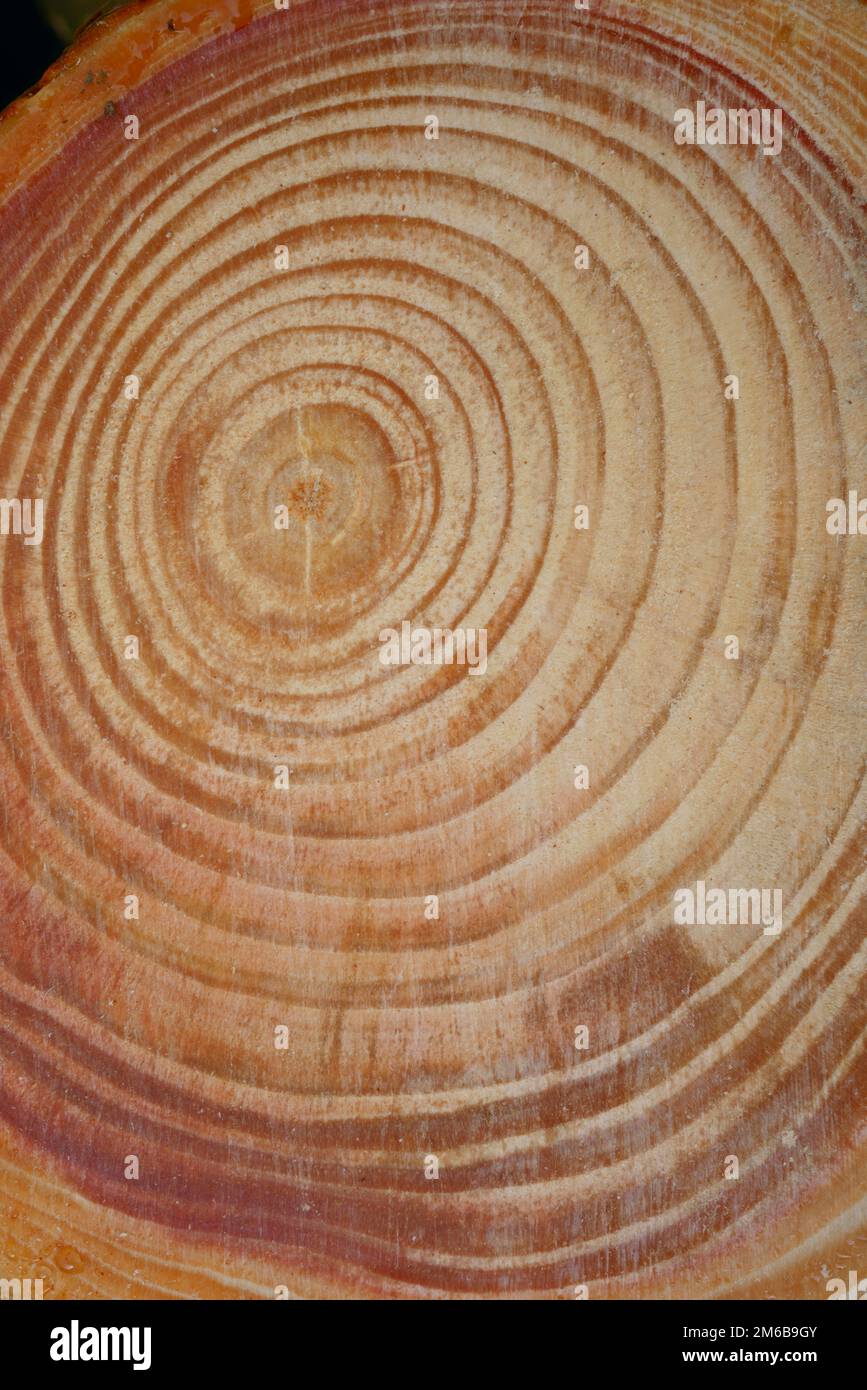 Annual growth rings hi-res stock photography and images - Alamy