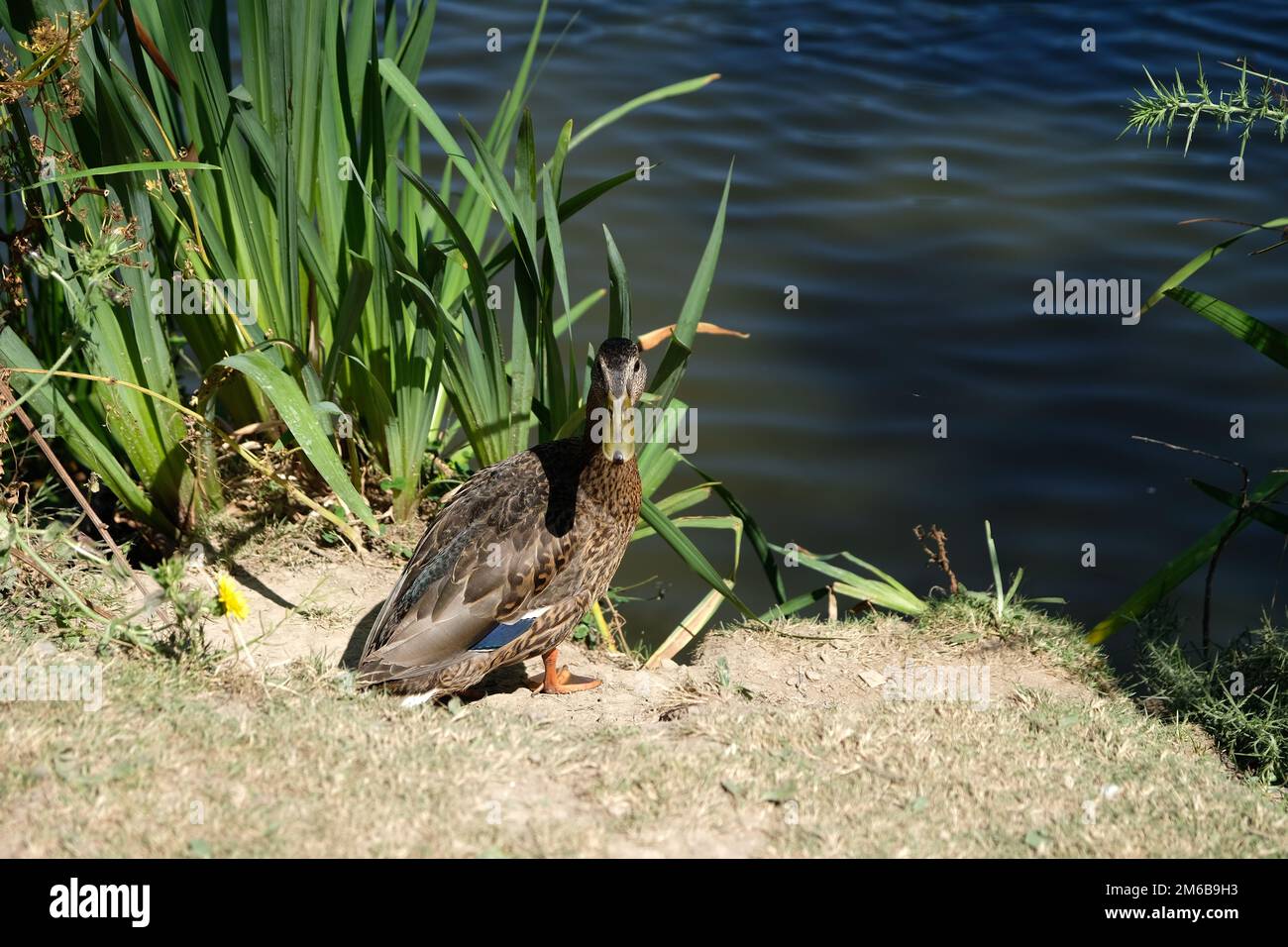 Mallard Duck being very inquisitive. Inland pond on the small island ...
