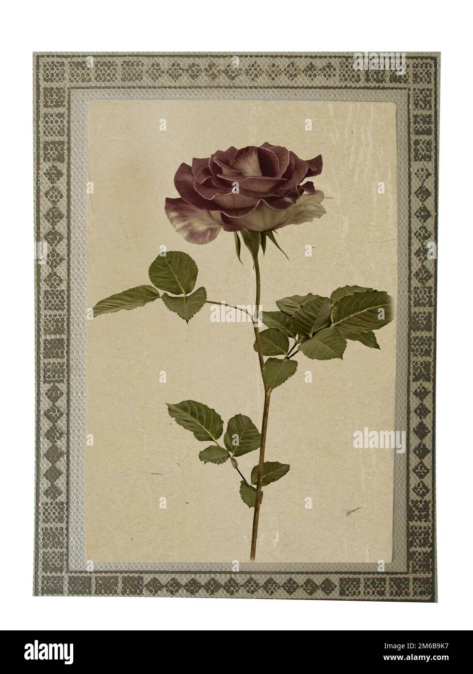 Vintage photo rose garden Cut Out Stock Images & Pictures - Alamy