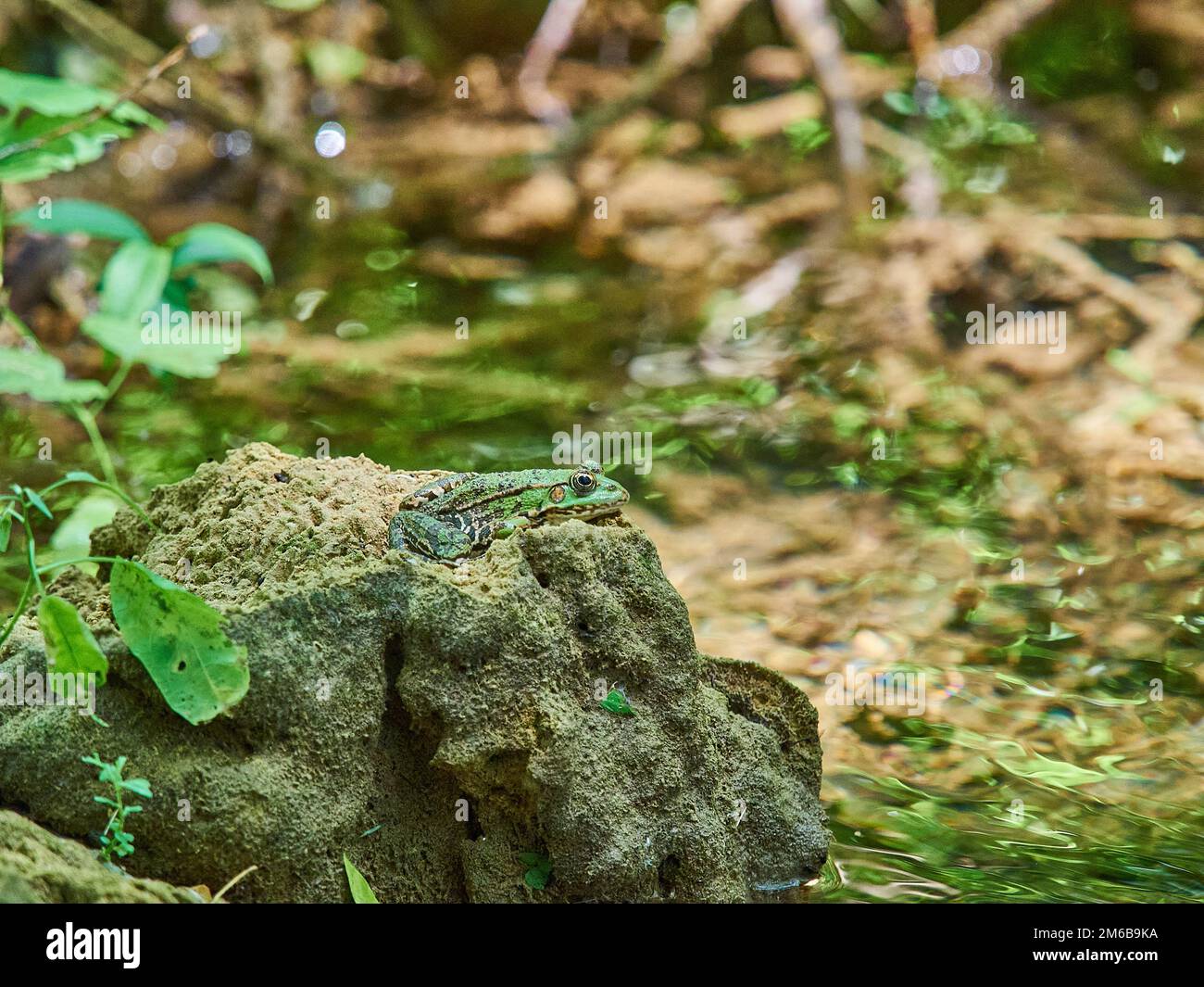 Frog next to river hi-res stock photography and images - Alamy