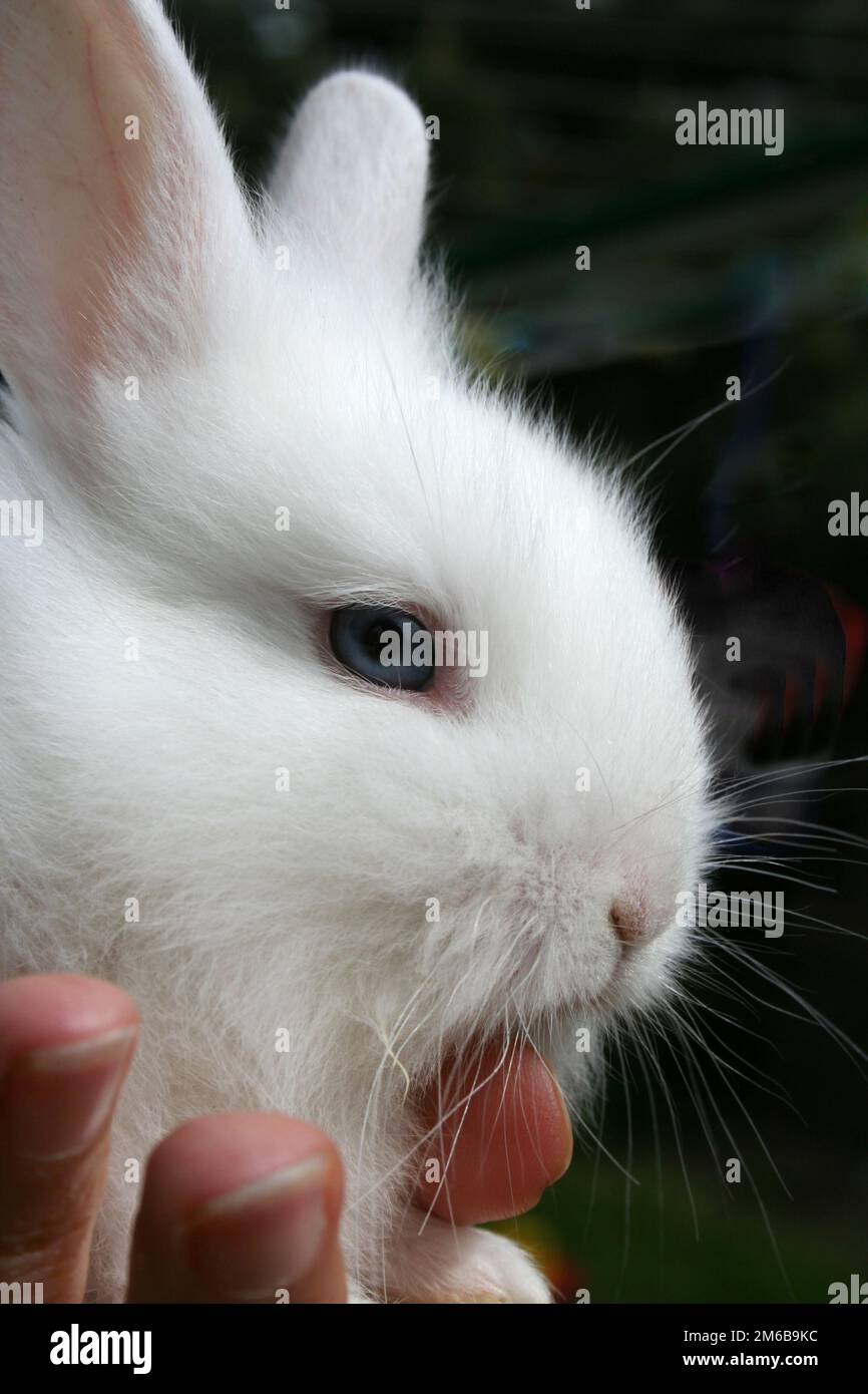 Kitten rabbit hi-res stock photography and images - Alamy