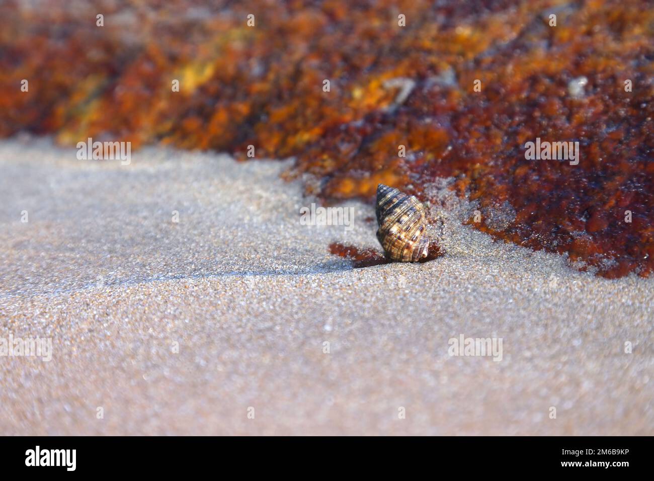 Conch stone hi-res stock photography and images - Alamy
