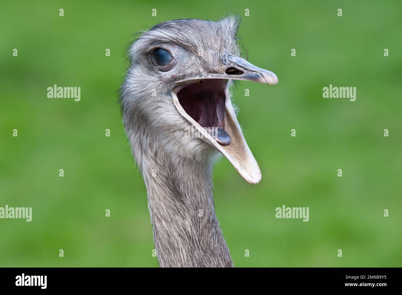 Bawler hi-res stock photography and images - Alamy