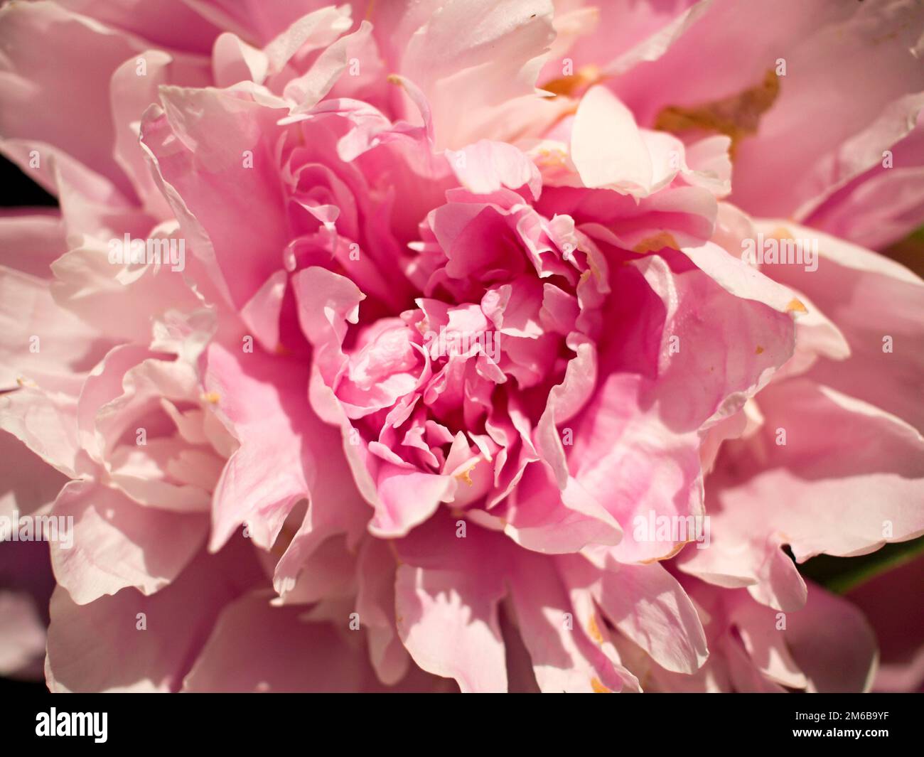 Large pink petals hi-res stock photography and images - Alamy